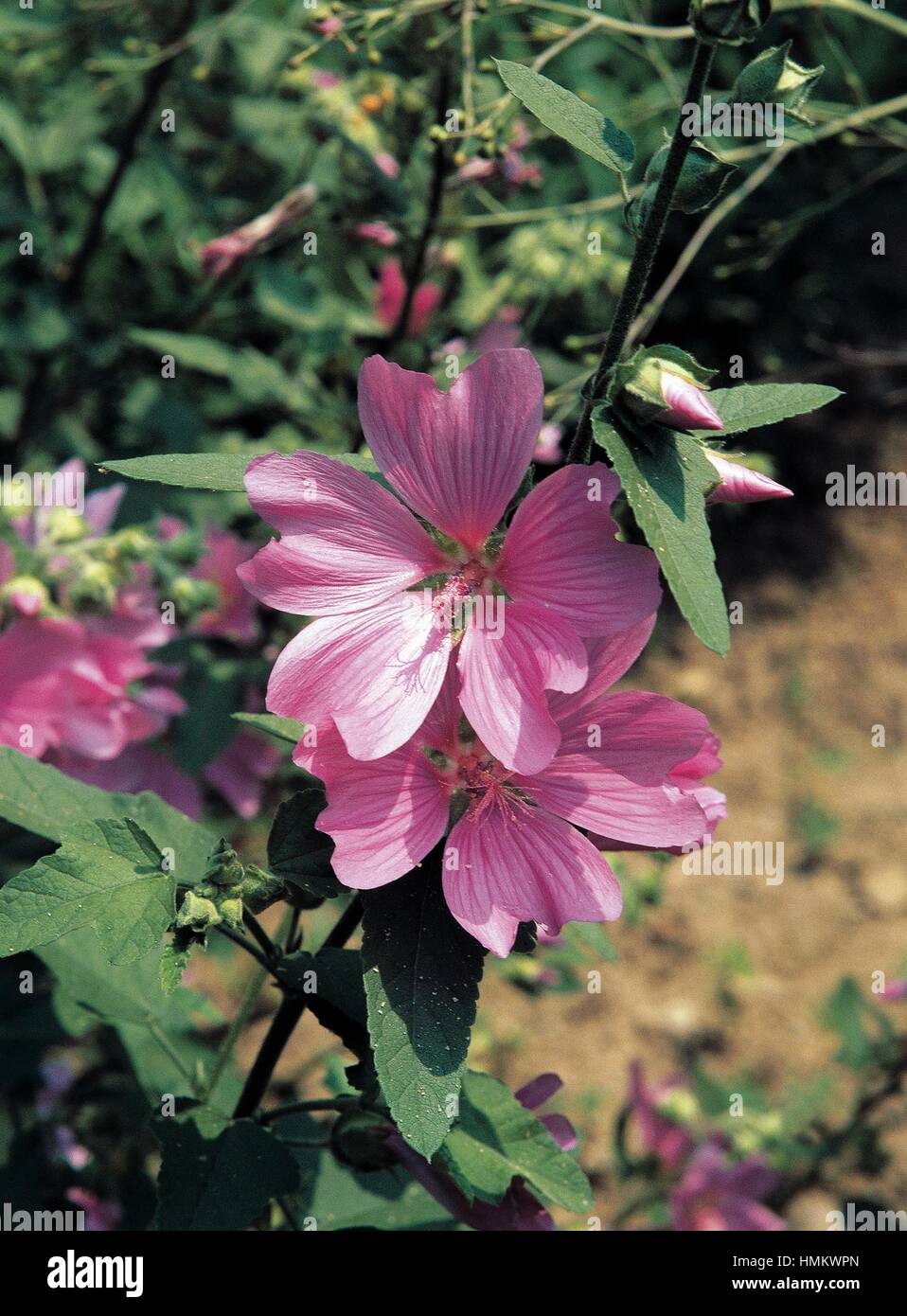 Common mallow (Malva sylvestris), Malvaceae Stock Photo - Alamy