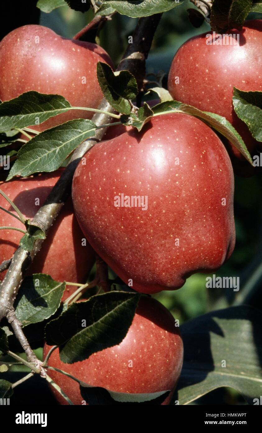 Apple (Malus domestica), Rosaceae Stock Photo - Alamy