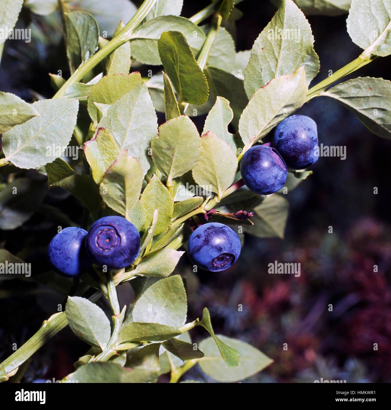 Bilberry (Vaccinium myrtillus), Ericaceae Stock Photo - Alamy