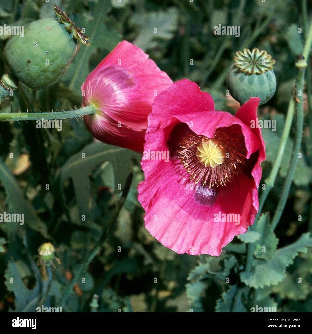 Papaver somniferum papaveraceae hi-res stock photography and images - Alamy