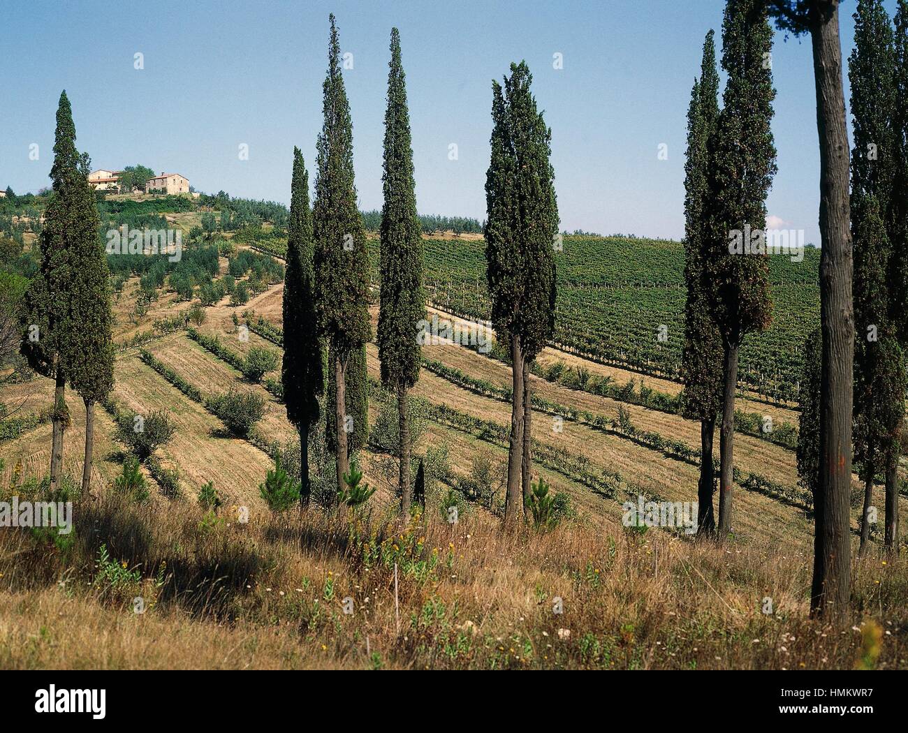 Mediterranean Cypress trees (Cupressus sempervirens), Cupressaceae ...