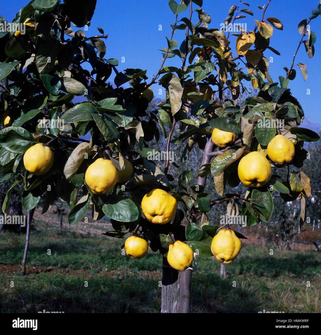 Quince (Cydonia oblonga), Rosaceae Stock Photo - Alamy