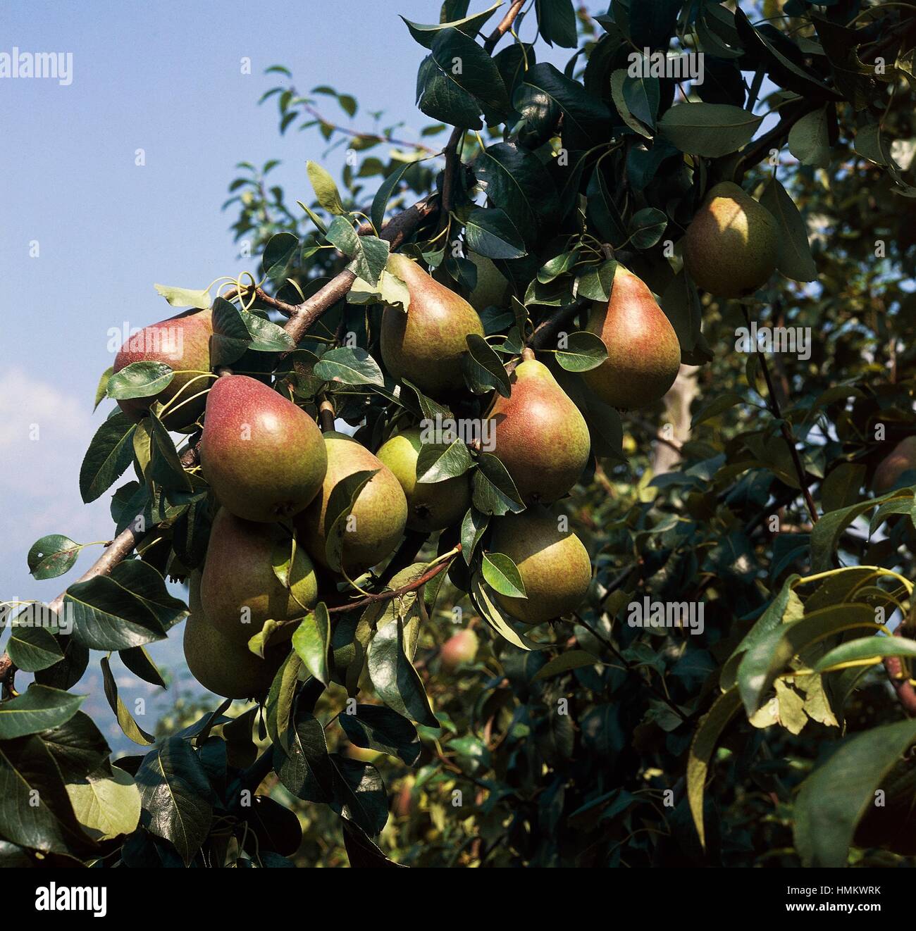 Butirra rosata morettini hi-res stock photography and images - Alamy