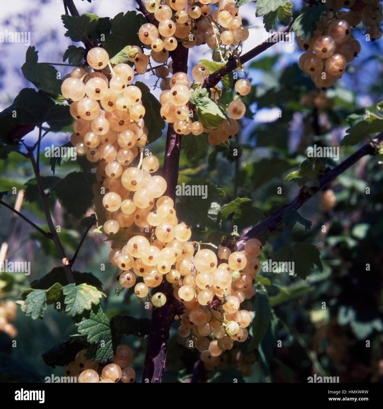 White currant (Ribes rubrum alba), Grossulariaceae Stock Photo - Alamy