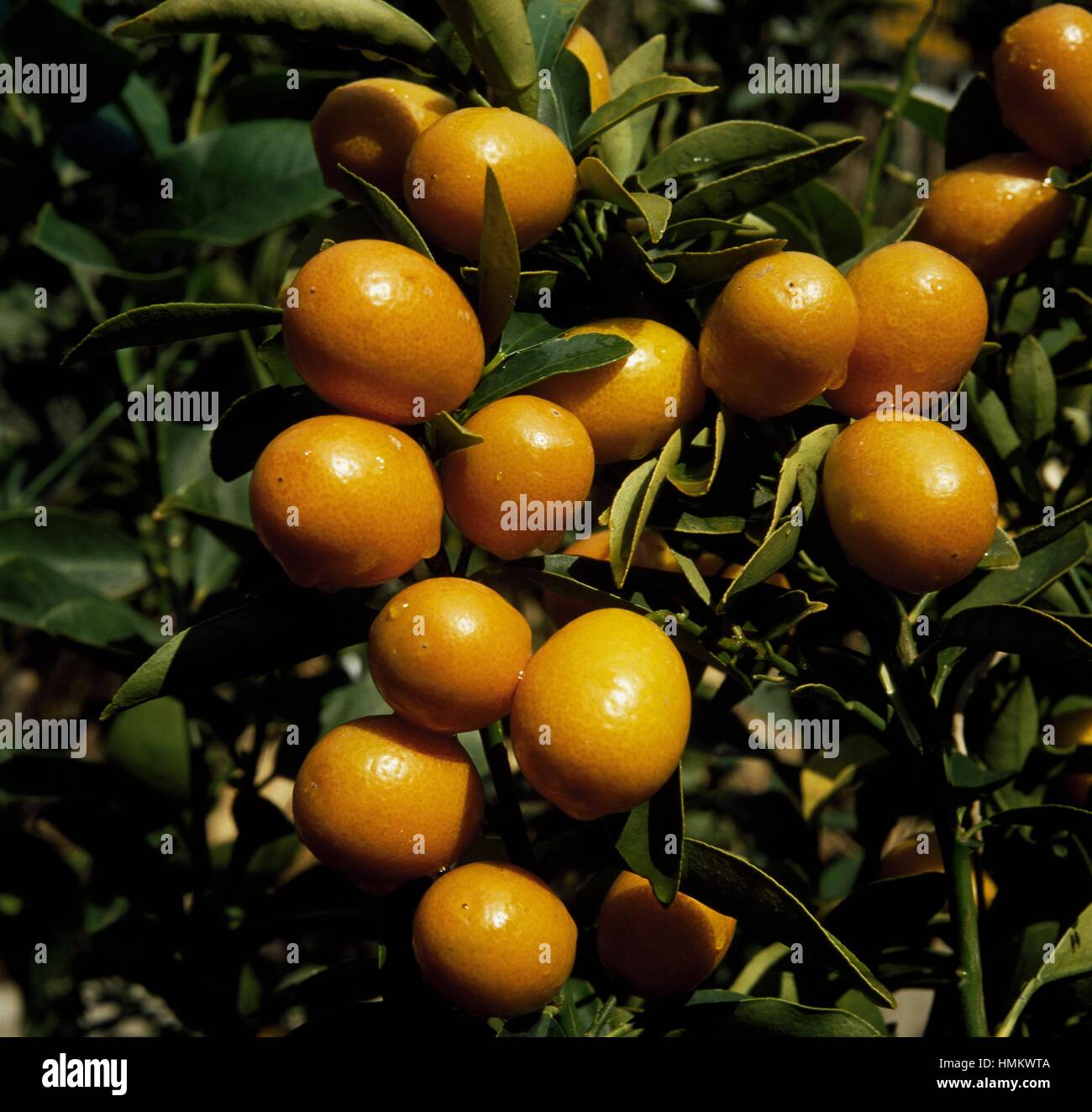 Kumquat chinese mandarin fortunella hi-res stock photography and images ...