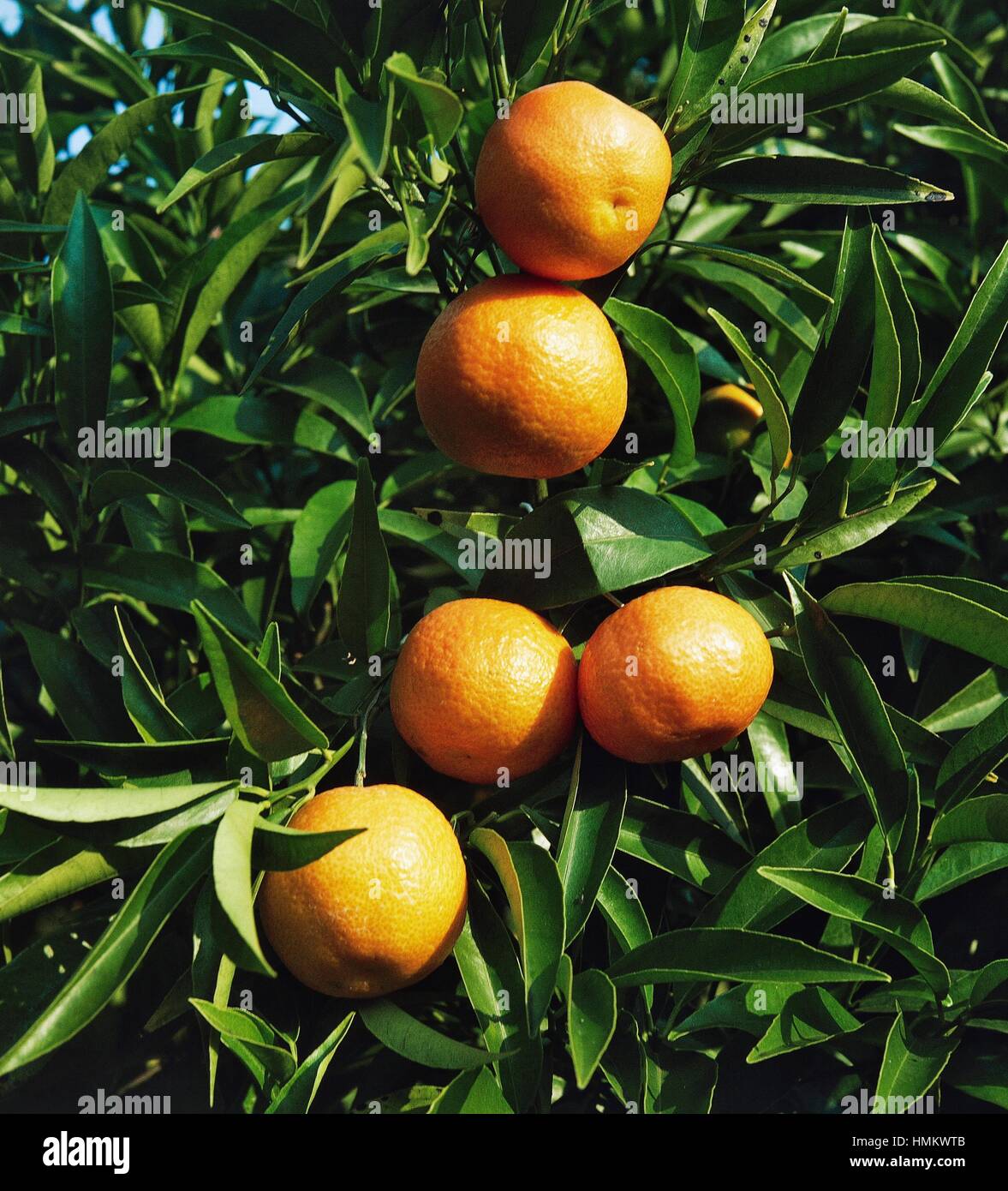 Mandarins (Citrus reticulata), Rutaceae Stock Photo - Alamy
