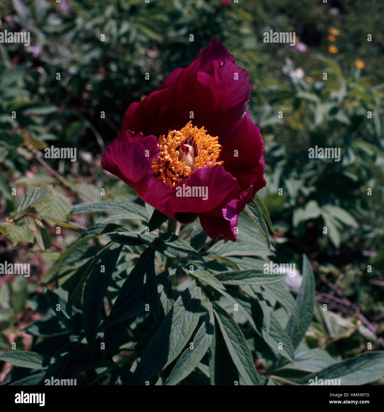 European peony or Common peony (Paeonia officinalis), Paeoniaceae Stock ...