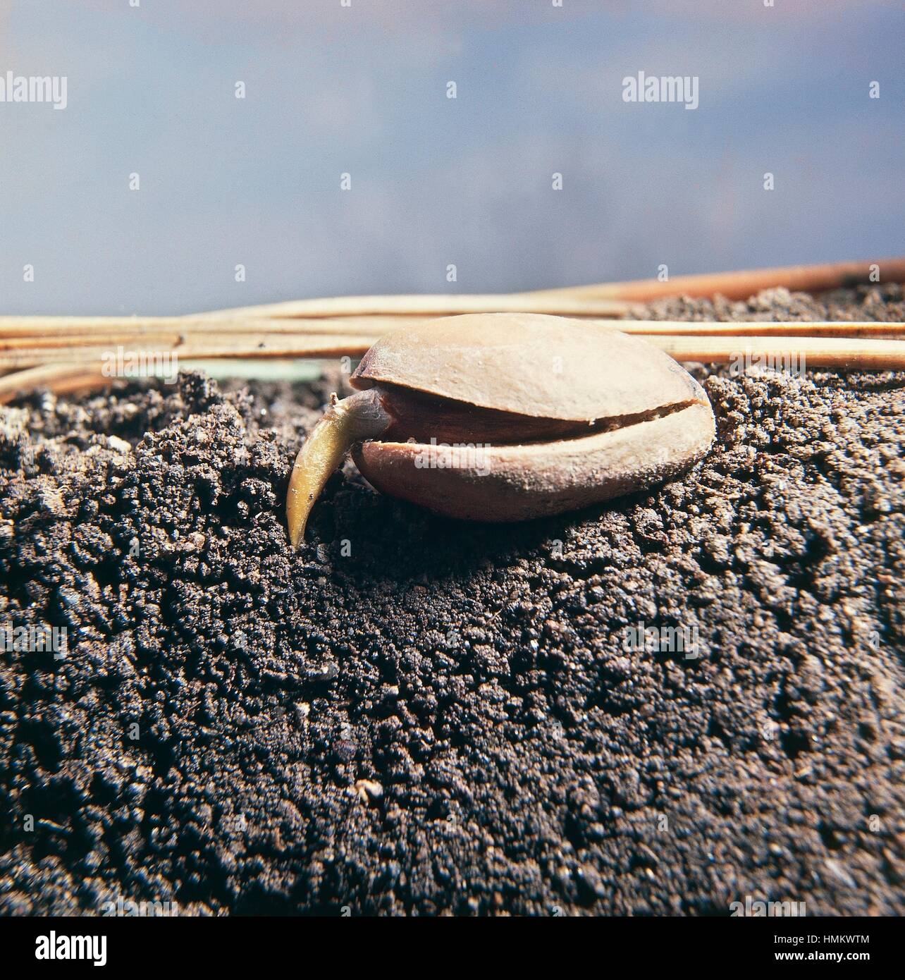 Pine seed germination hi-res stock photography and images - Alamy