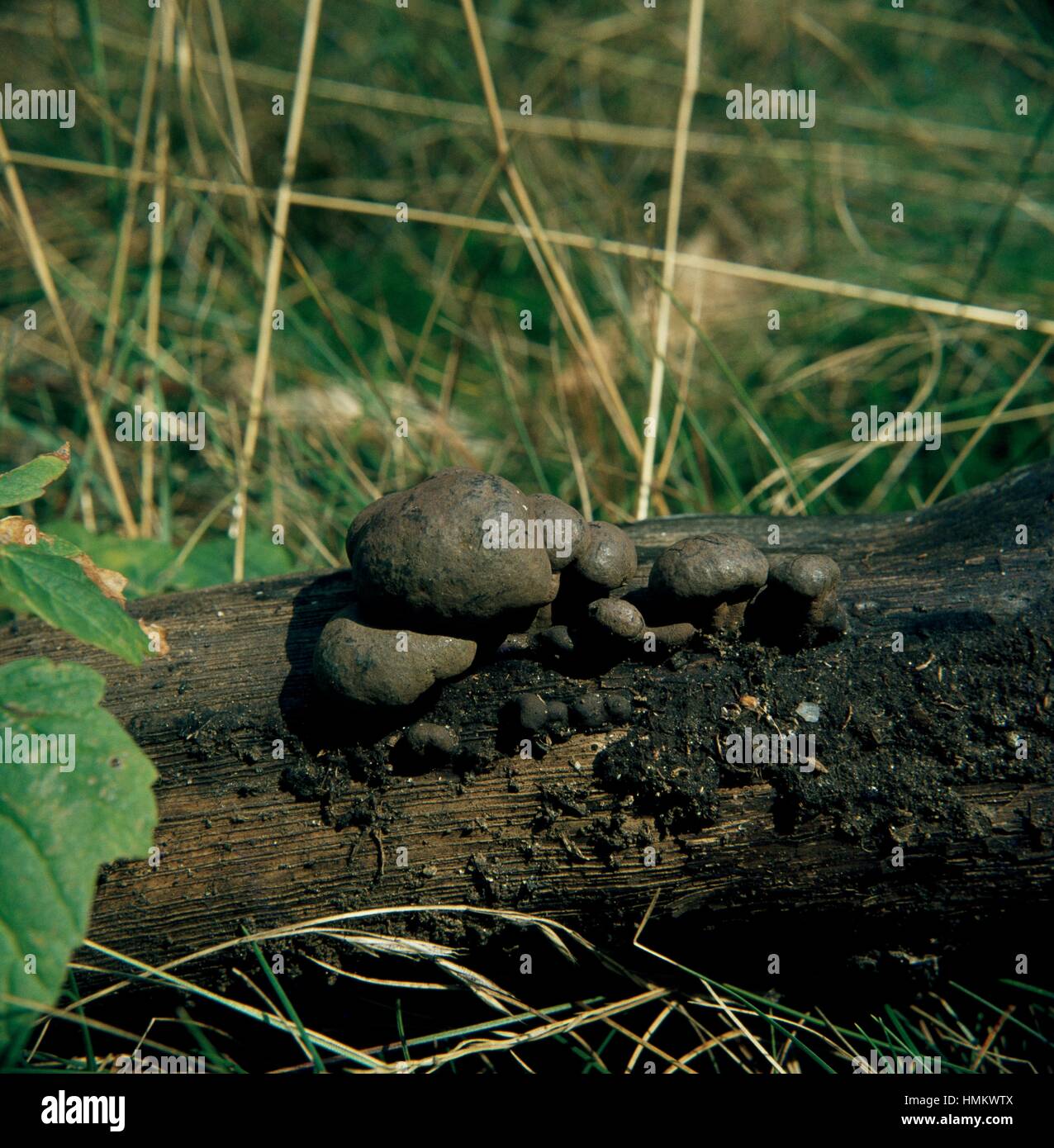 Carbon Balls (Daldinia concentrica), Xylariaceae, growing on a tree ...