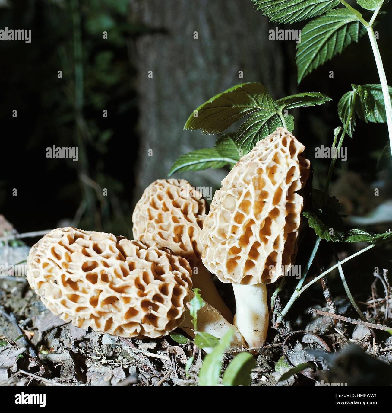 Common morel, Yellow morel (Morchella esculenta), Morchellaceae Stock ...