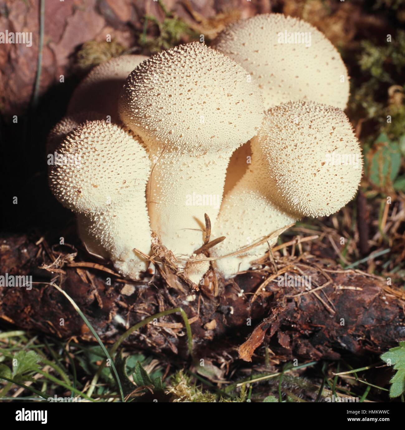 Lycoperdon ericetorum hi-res stock photography and images - Alamy