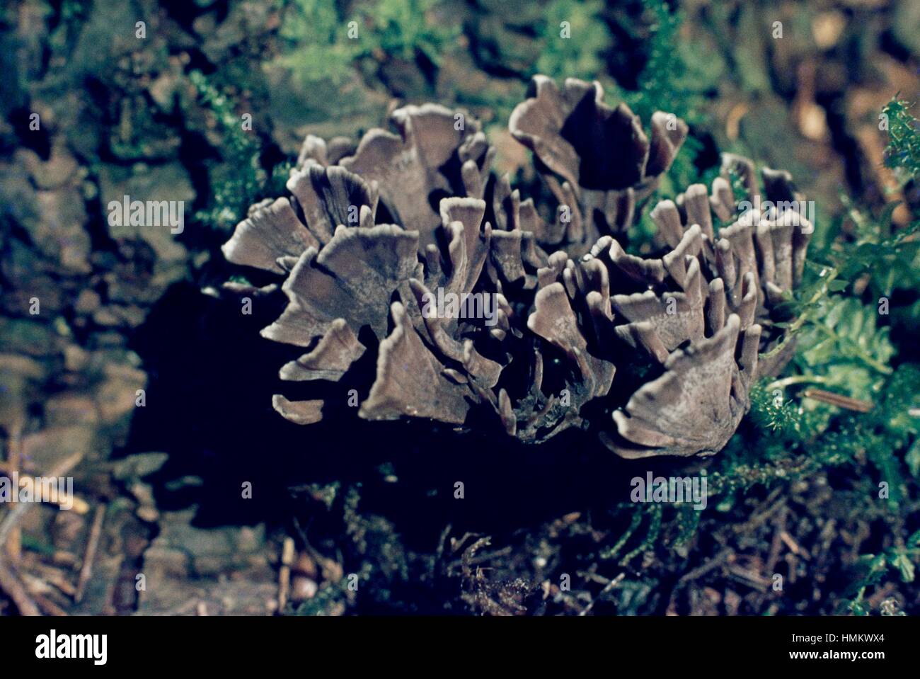 Stinking earthfan (Thelephora palmata), Thelephoraceae Stock Photo - Alamy