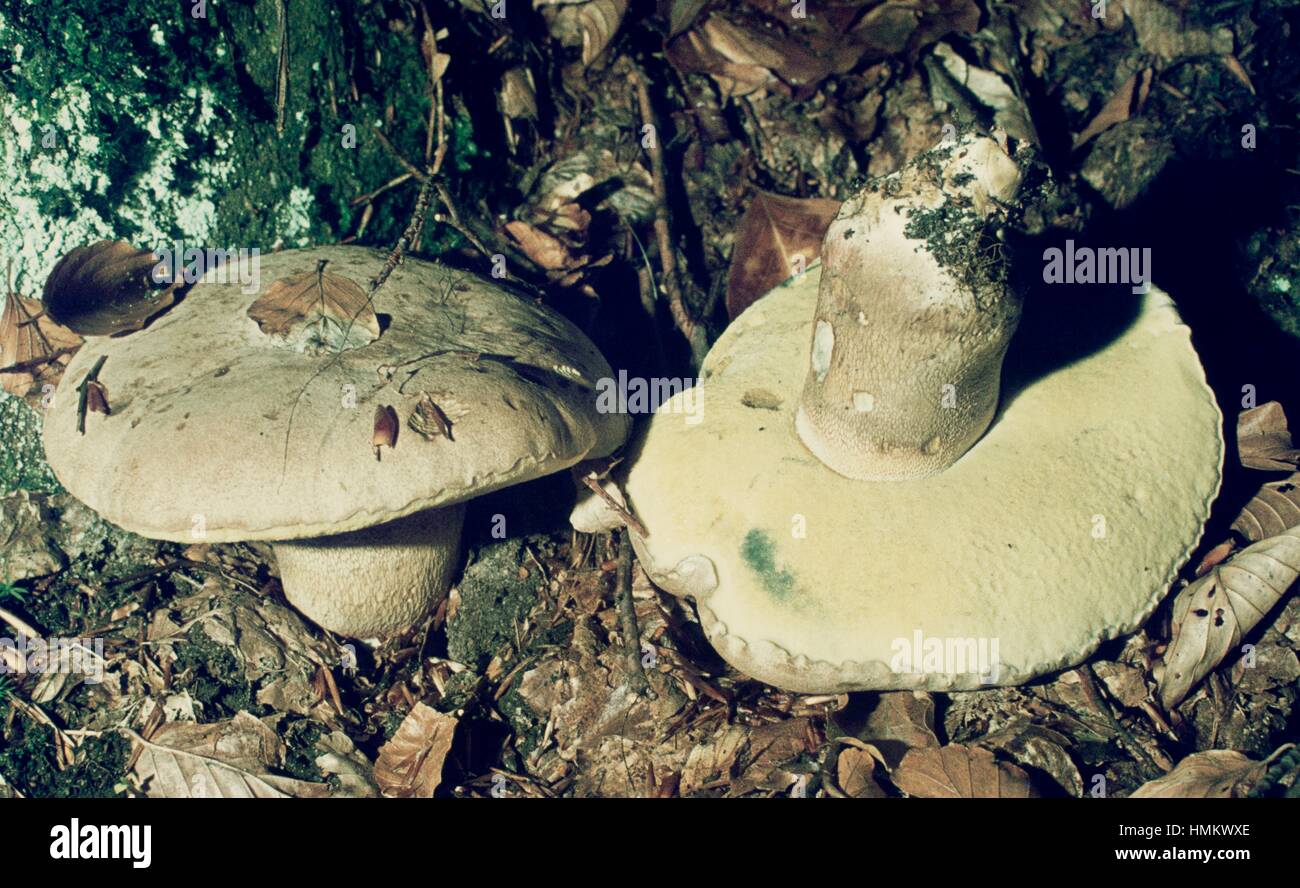 Butter bolete (Boletus appendiculatus), Boletaceae Stock Photo - Alamy