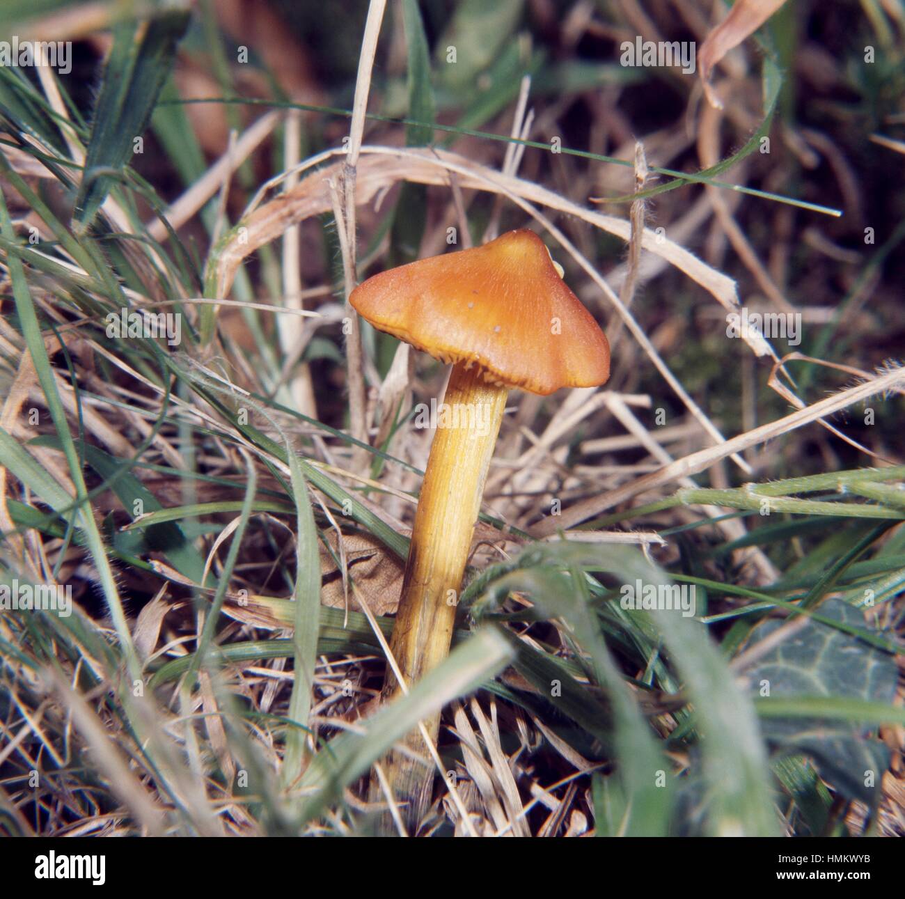Witch's hat, Conical wax cap or Conical slimy cap (Hygrocybe conica ...