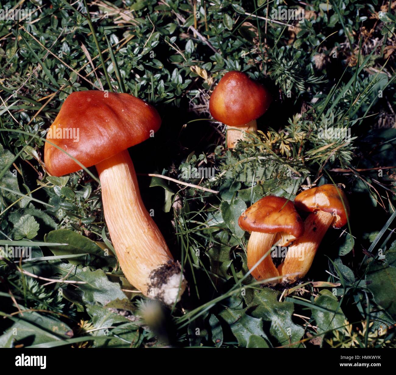 Scarlet waxy cap hi-res stock photography and images - Alamy