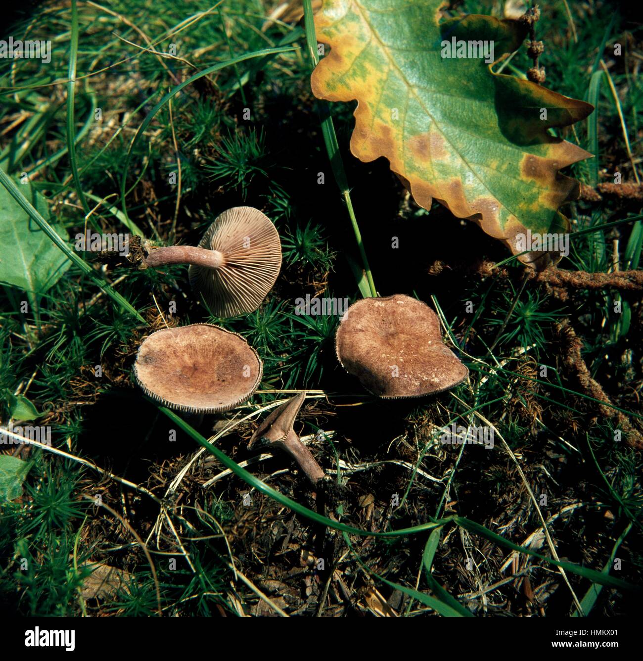 Examples of Candy cap or curry milkcap (Lactarius camphoratus ...