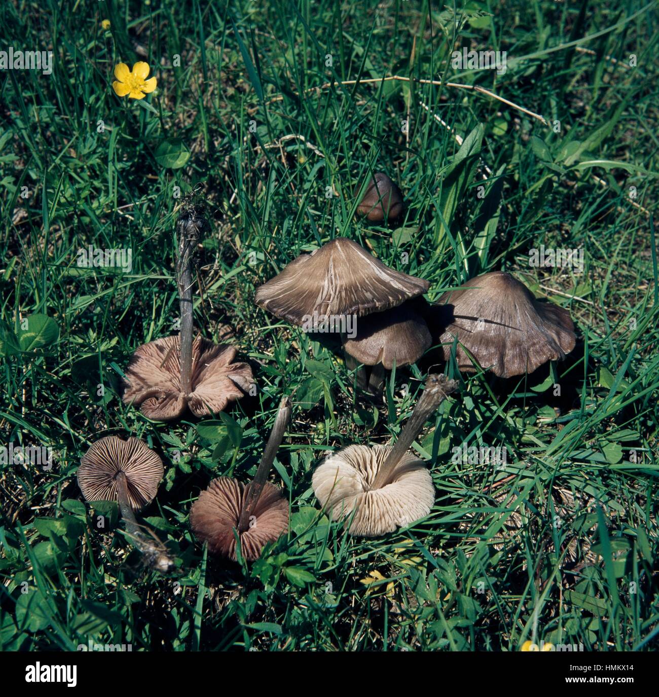 Nolanea staurospora hi-res stock photography and images - Alamy