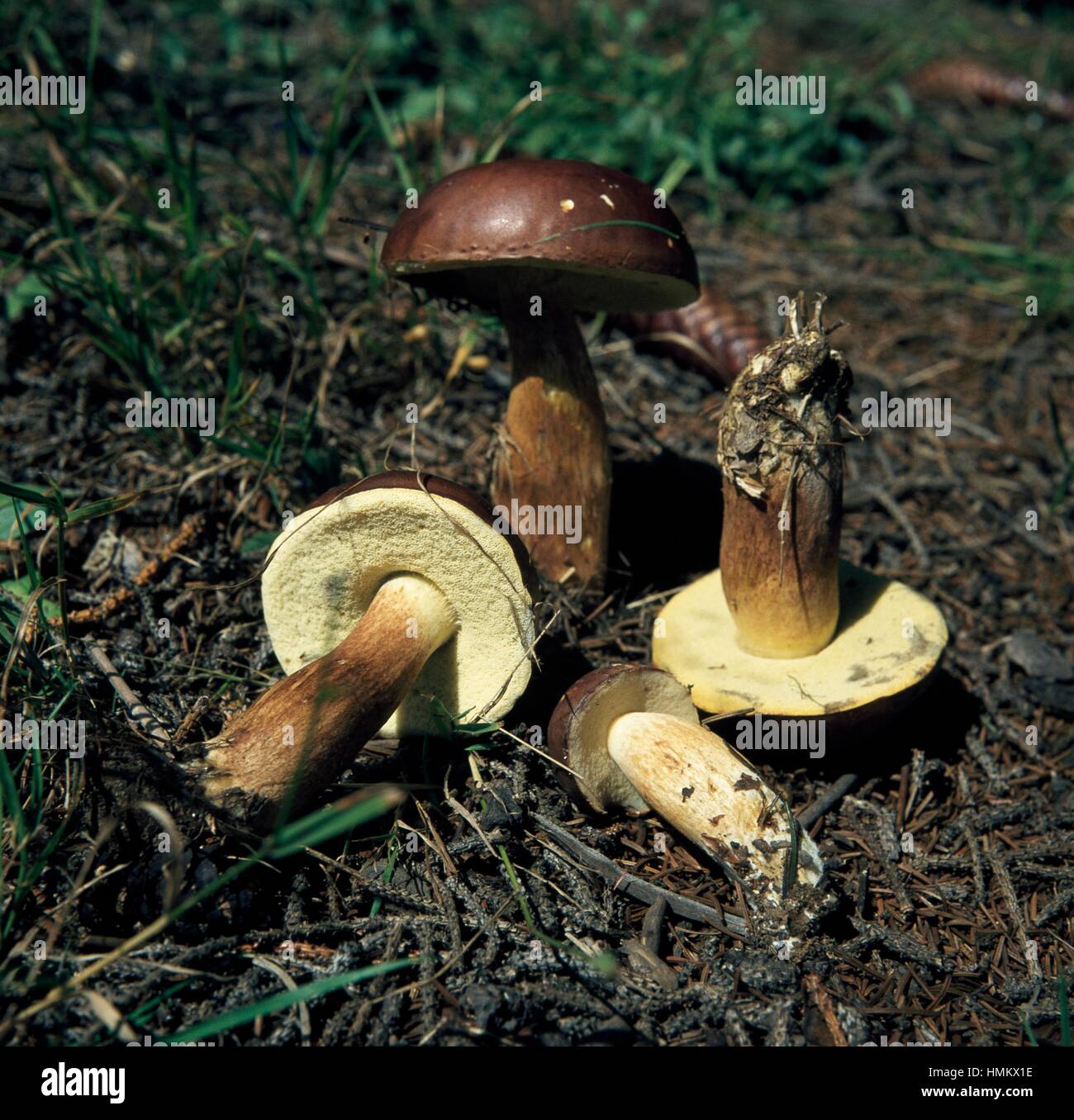 Bay bolete boletus badius xerocomus hi-res stock photography and images ...