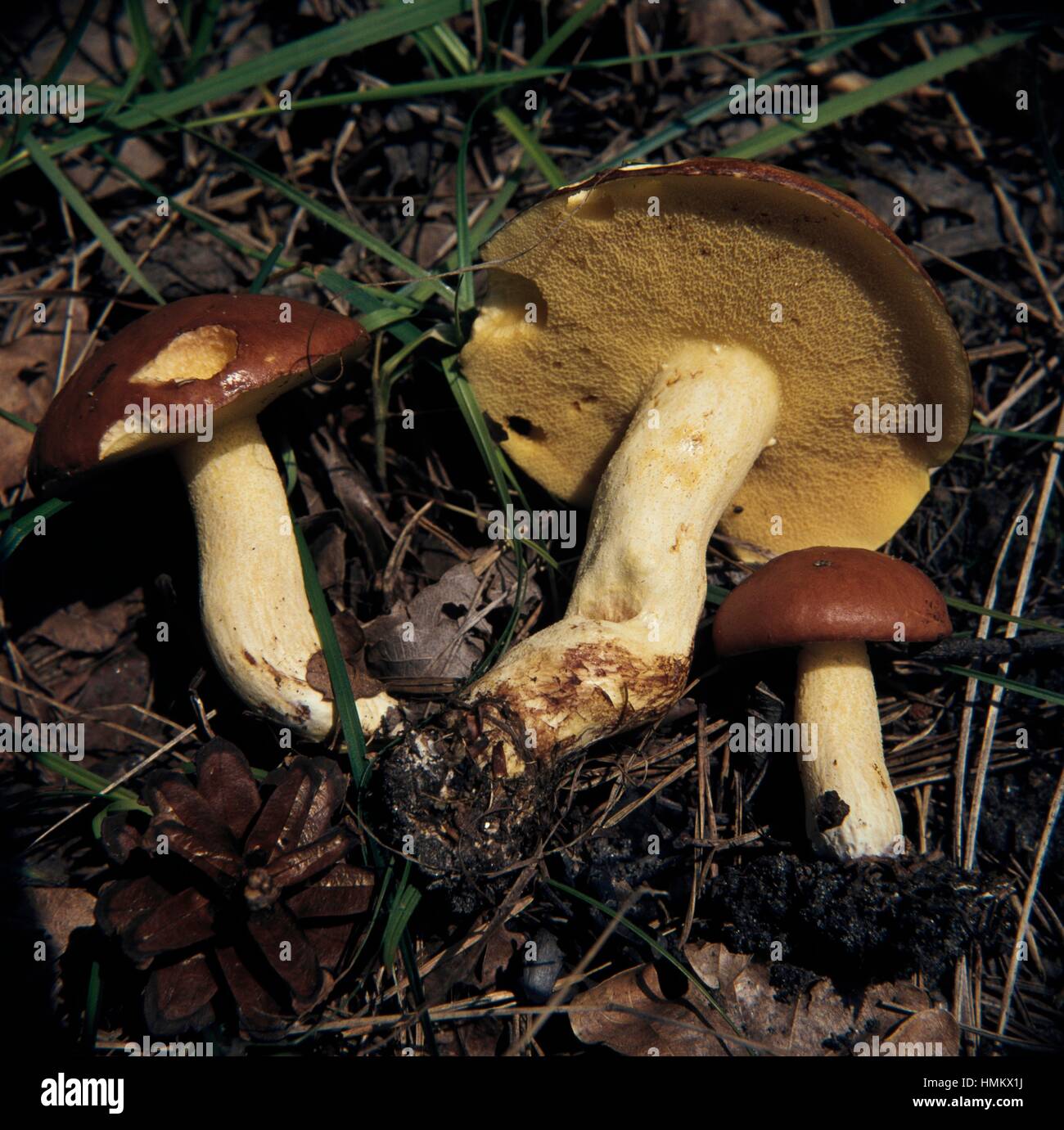 Examples weeping bolete hi-res stock photography and images - Alamy