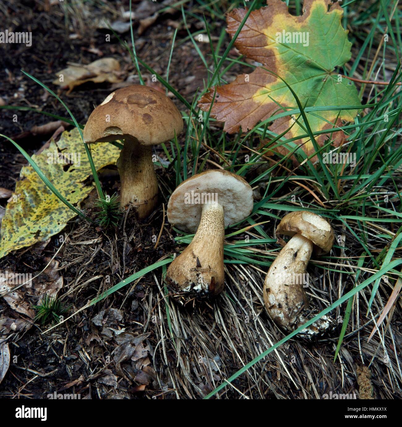 Examples hi-res stock photography and images - Alamy