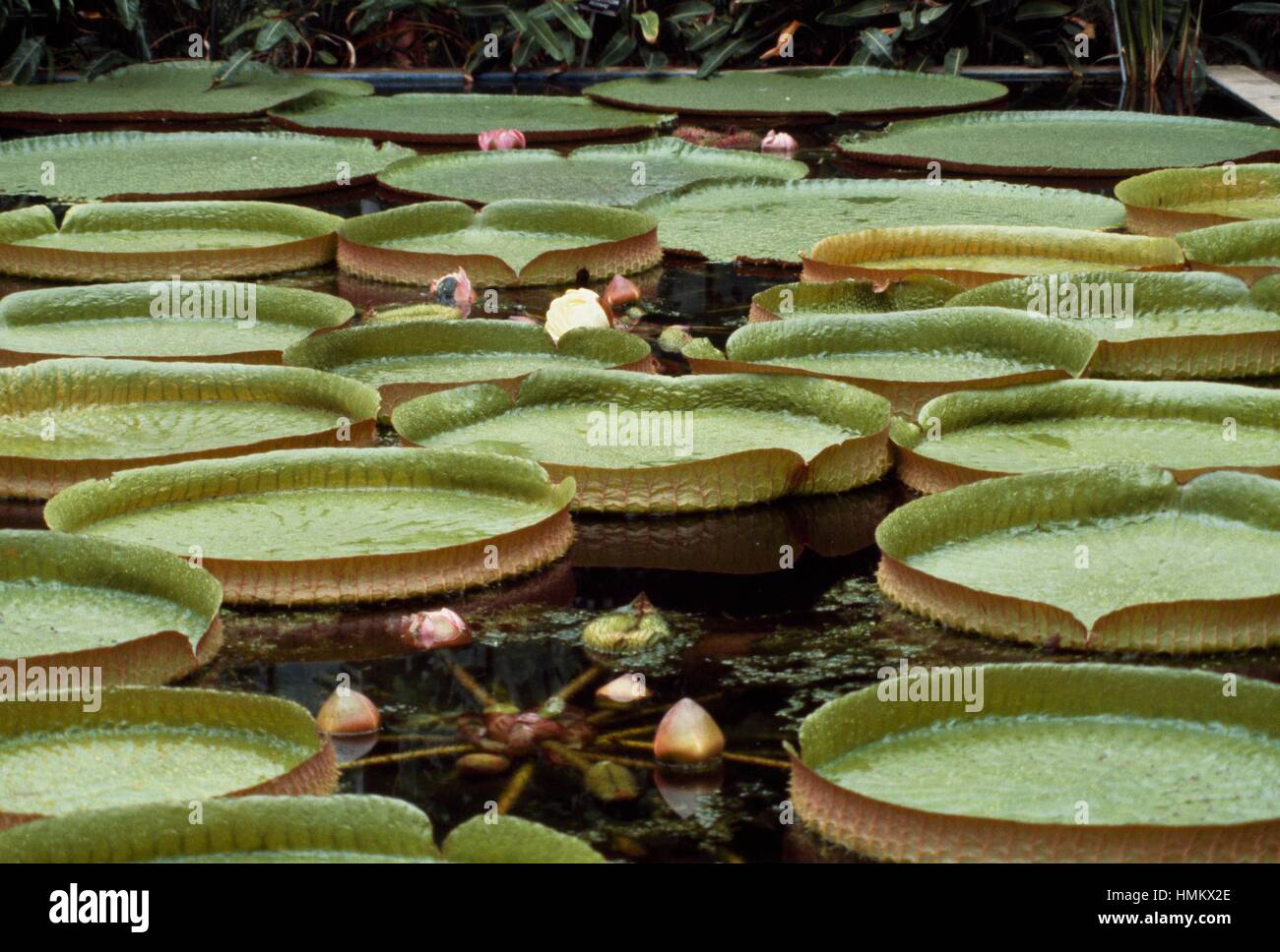 Water Lily (Victoria amazonica or Victoria regia), Nymphaeaceae Stock ...