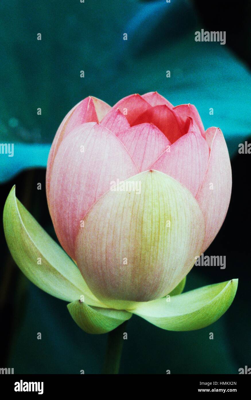 Botany nelumbonaceae lotus hi-res stock photography and images - Alamy