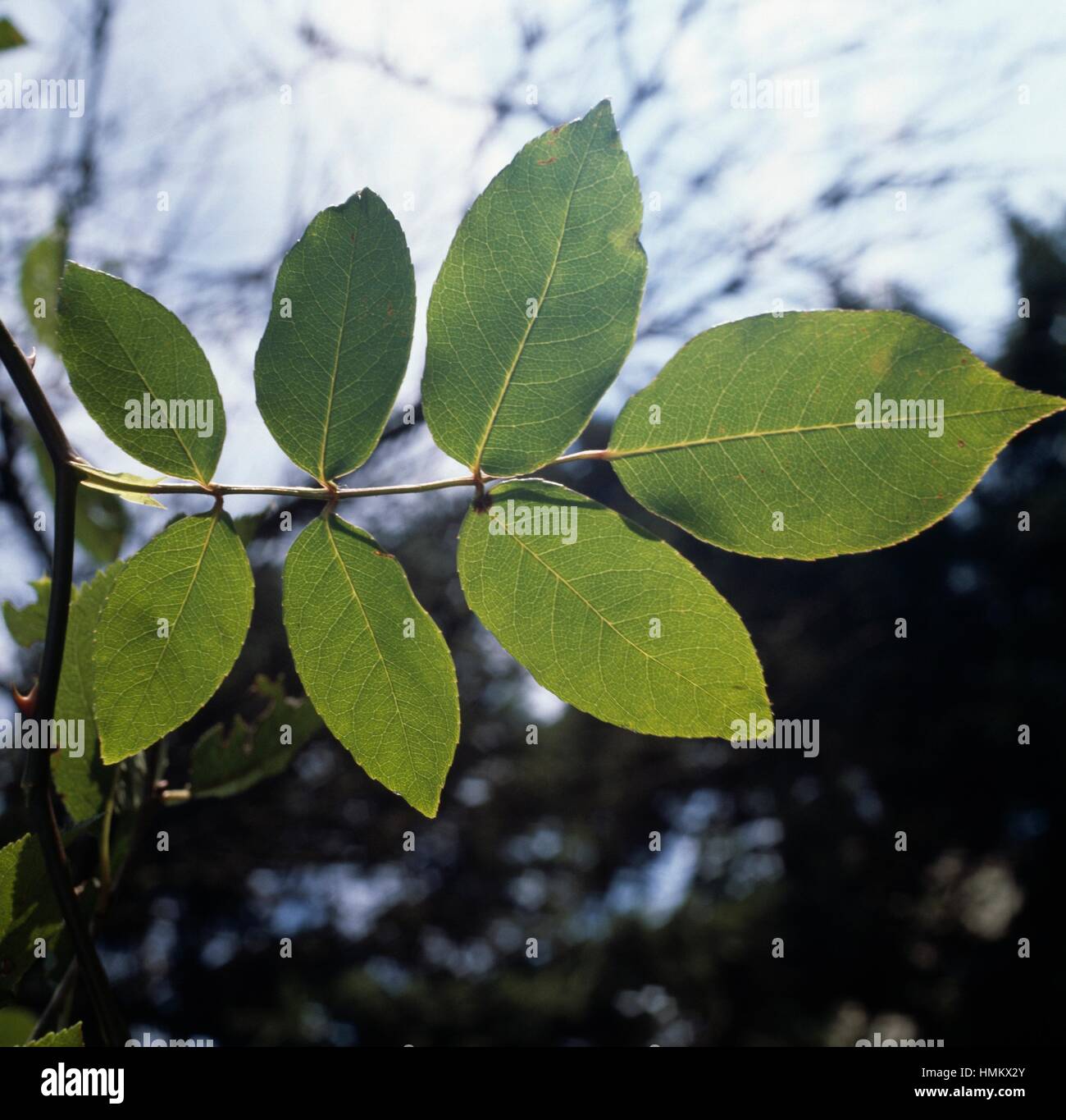 Rose leaf (Rosa sp), Rosaceae Stock Photo - Alamy