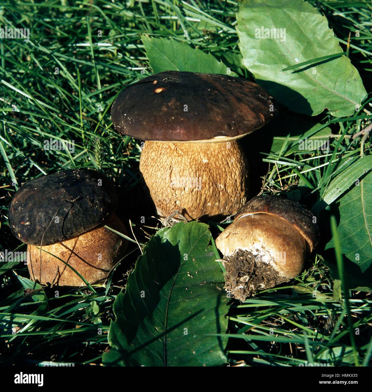 Queen bolete boletus aereus hi-res stock photography and images - Alamy