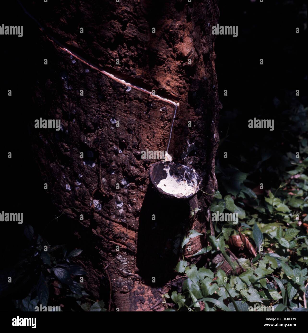 Collecting sap from the Rubber Tree (Hevea brasiliensis), Sri Lanka ...