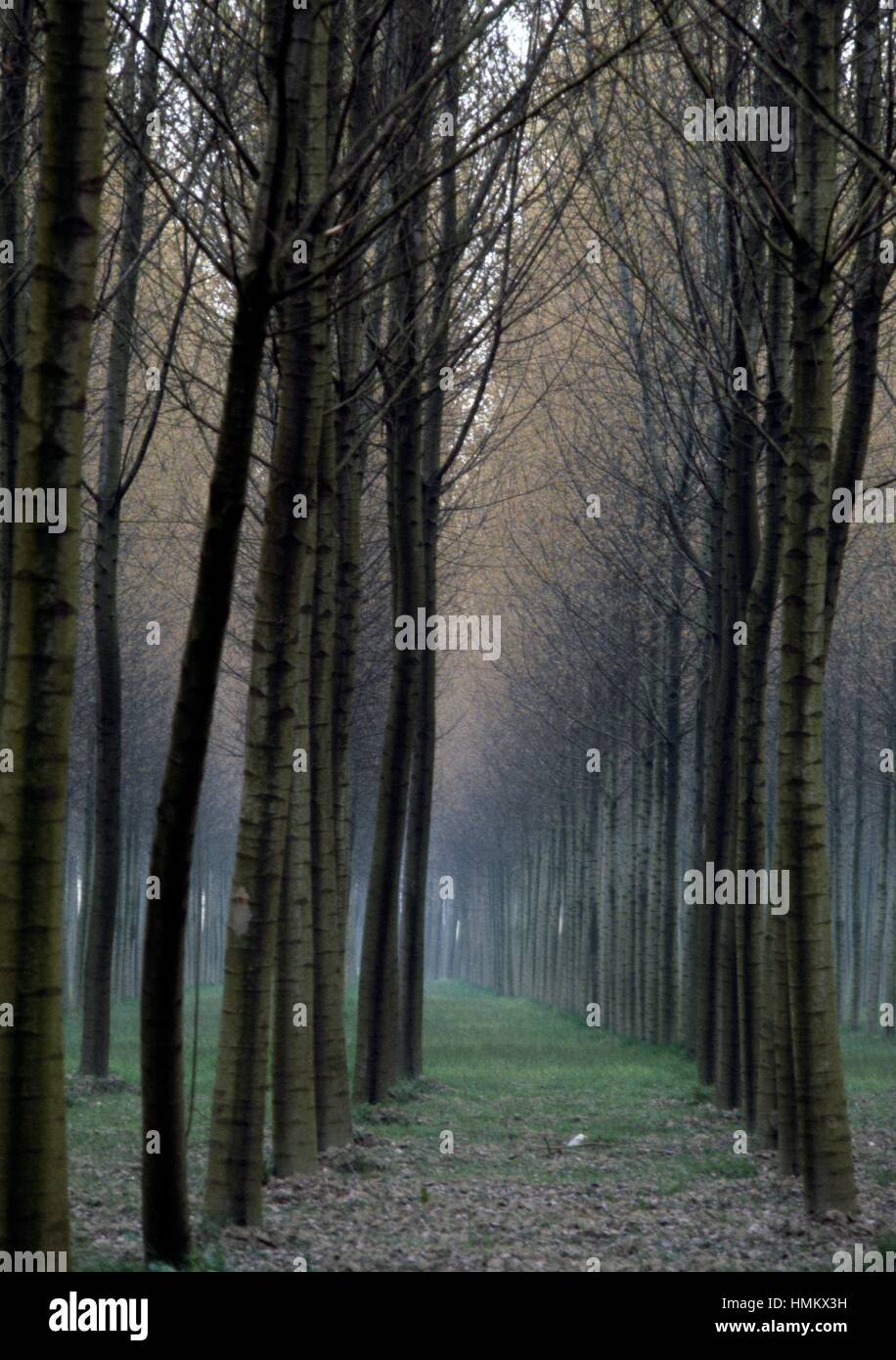 Rows poplars populus sp hi-res stock photography and images - Alamy
