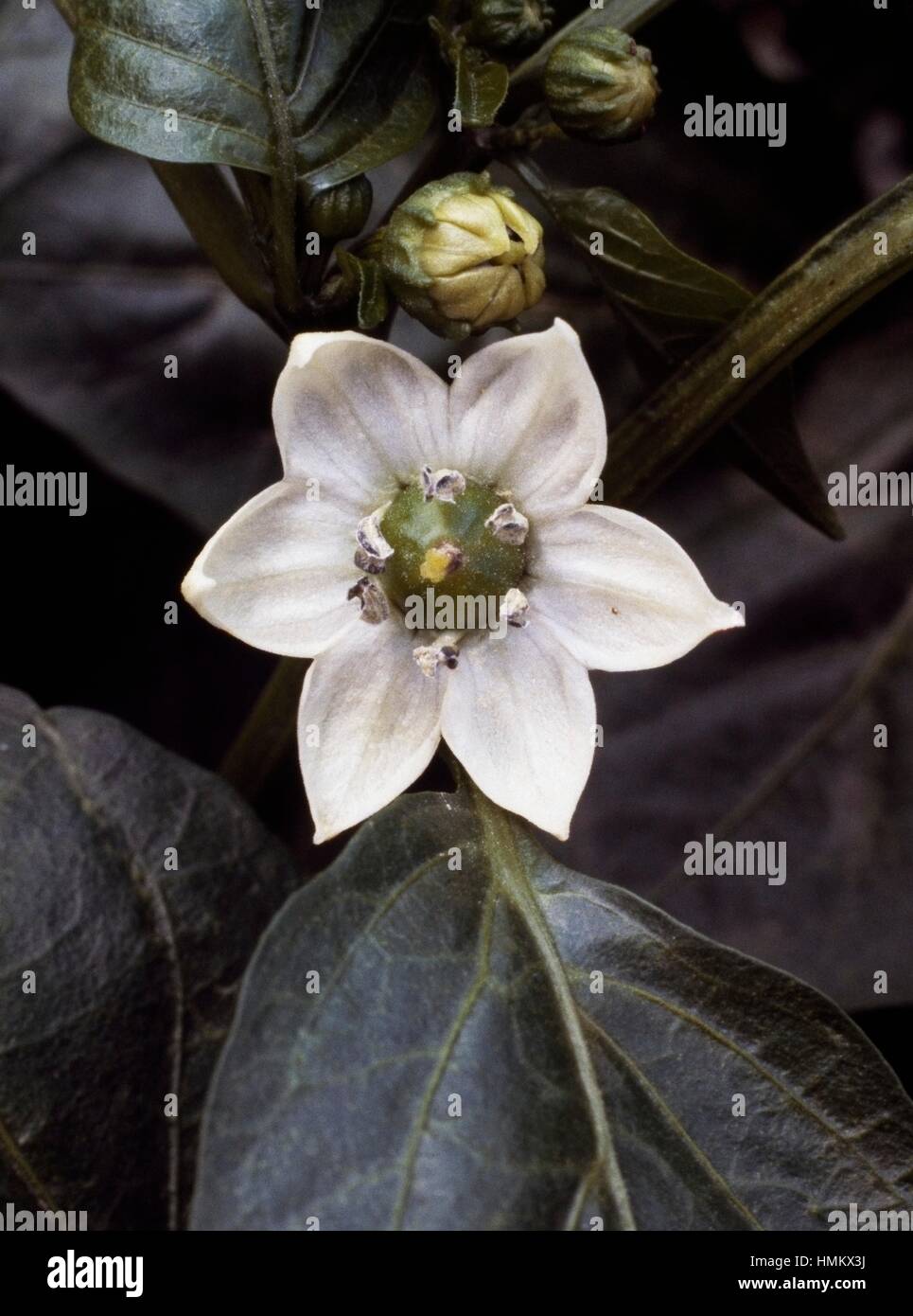Bell pepper flower capsicum sp hi-res stock photography and images - Alamy