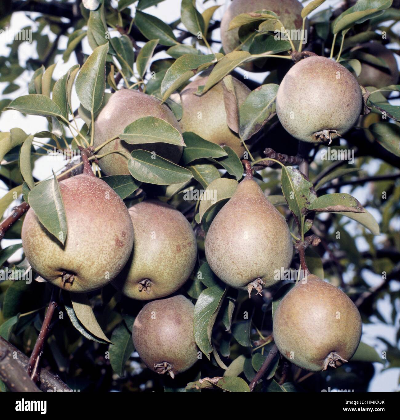 Pears (Pyrus communis), Rosaceae Stock Photo - Alamy