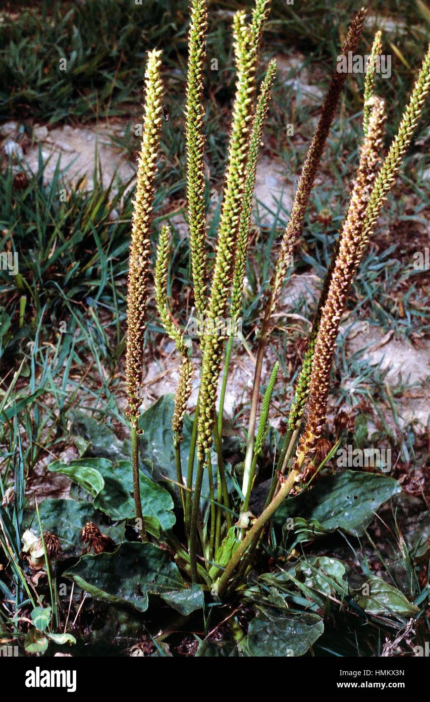 Plantain plantain plantago major hi-res stock photography and images ...