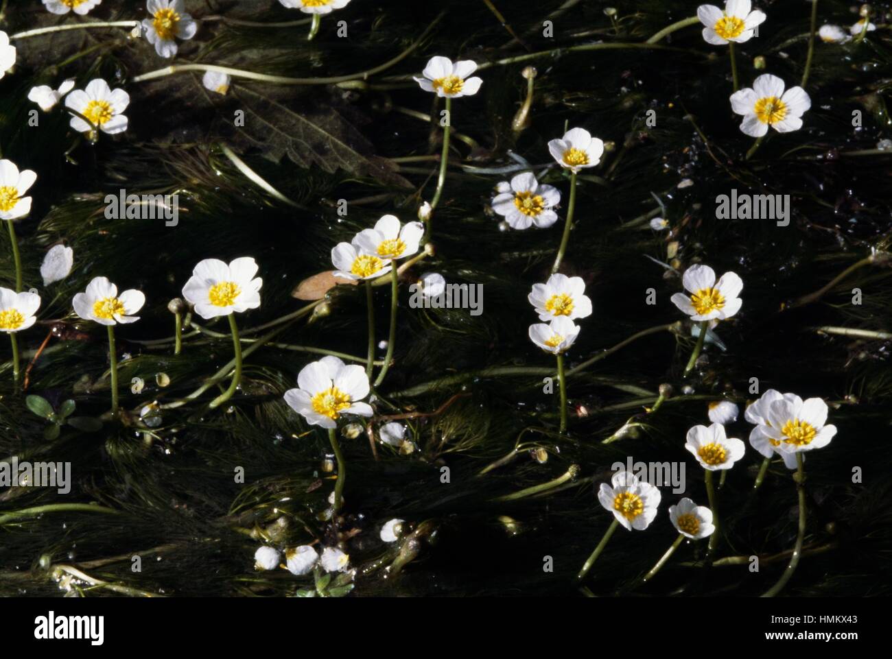 Common water-crowfoot or white water-crowfoot (Ranunculus aquatilis ...