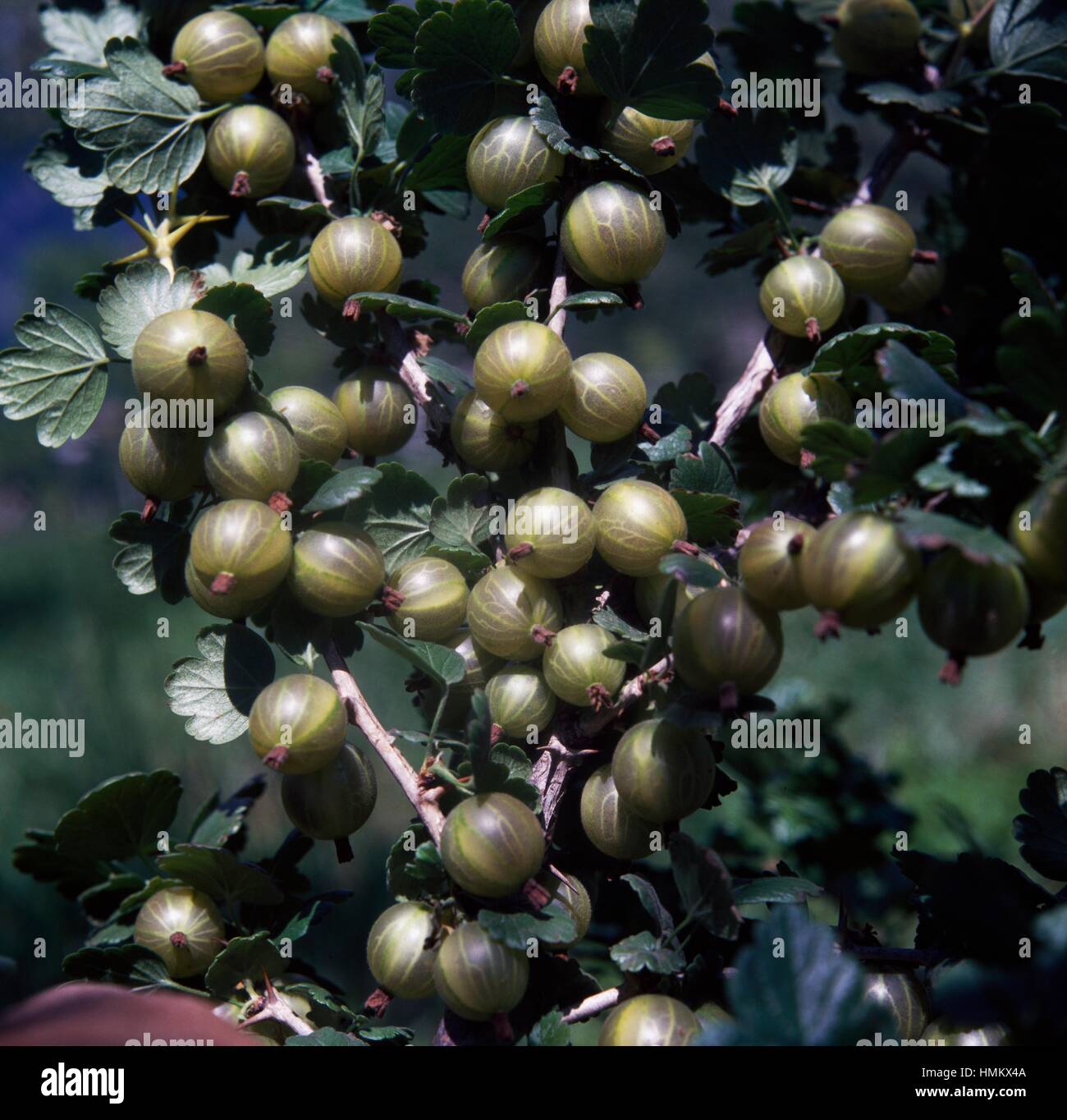 Gooseberry (Ribes uva-crispa), Grossulariaceae Stock Photo - Alamy