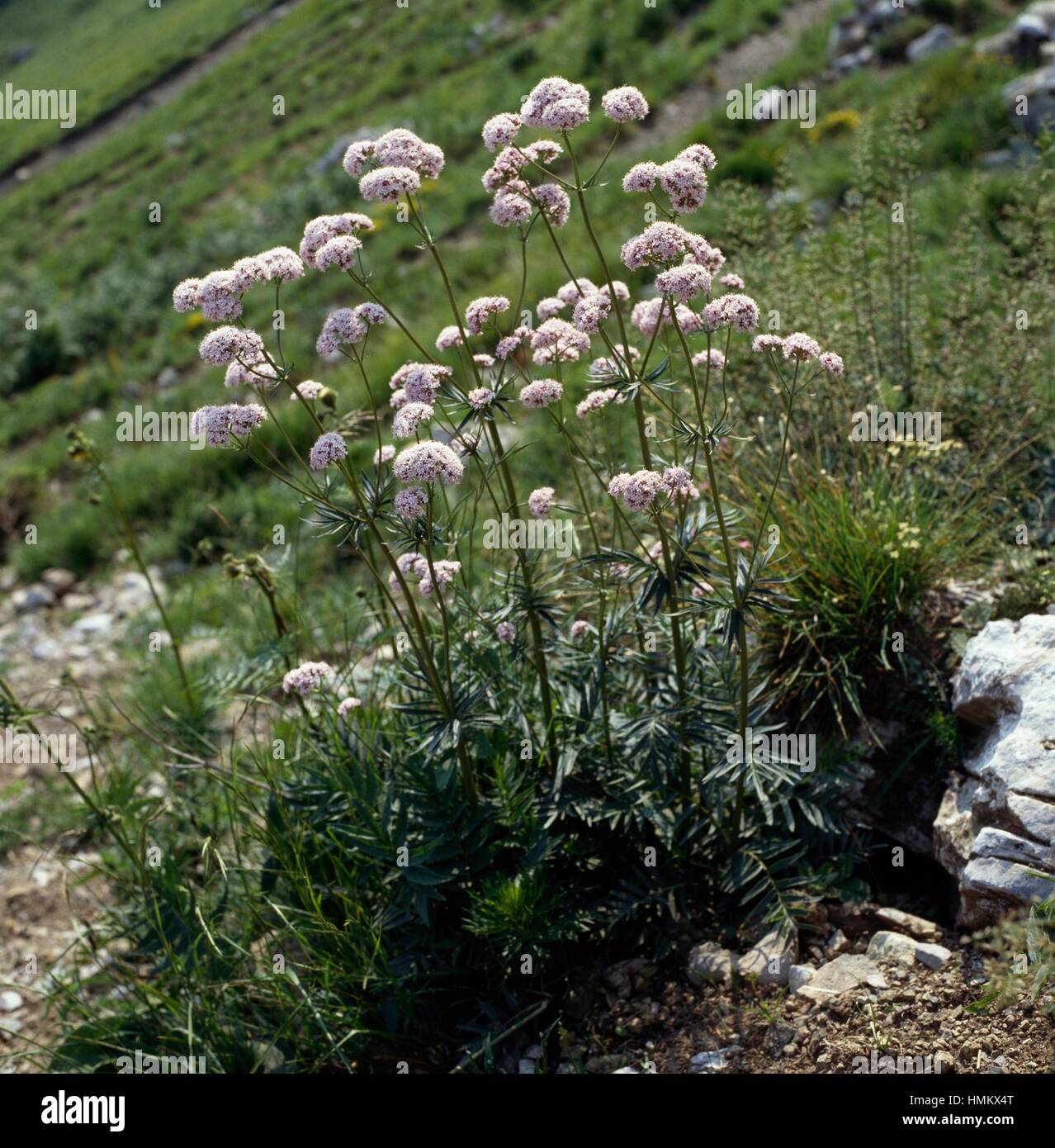 Valerian (Valeriana officinalis), Valerianaceae Stock Photo - Alamy