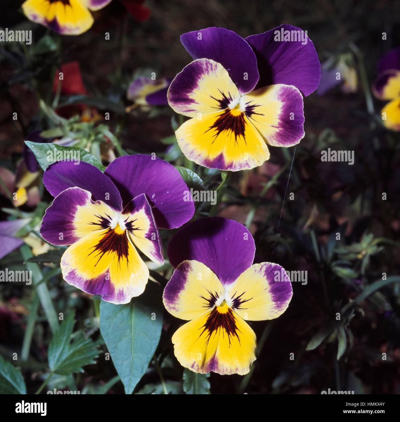 Heartsease (Viola tricolor), Violaceae Stock Photo - Alamy