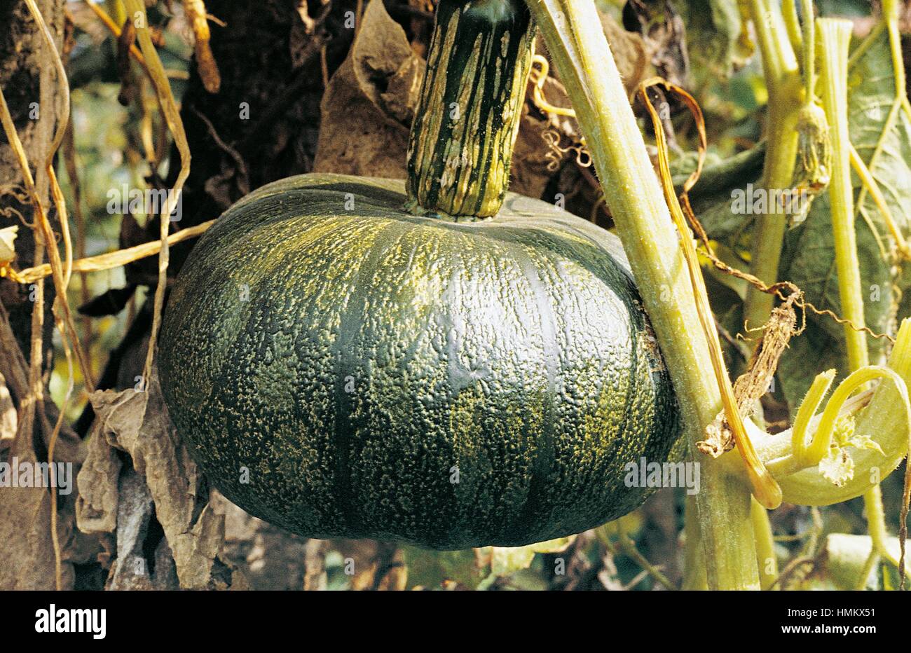 Squash (Cucurbita maxima), Cucurbitaceae Stock Photo - Alamy