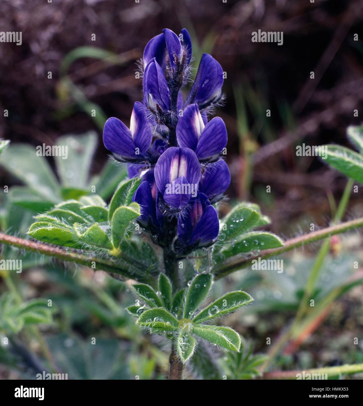 Narrow-leafed lupin and Blue lupinlupine blooms (Lupinus angustifolius ...