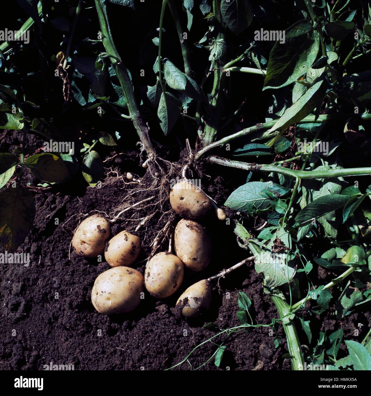 Potatoes (Solanum tuberosum), Solanaceae Stock Photo - Alamy
