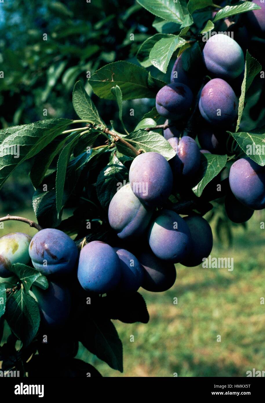 Fruits of the Plum (Prunus domestica), Rosaceae Stock Photo - Alamy