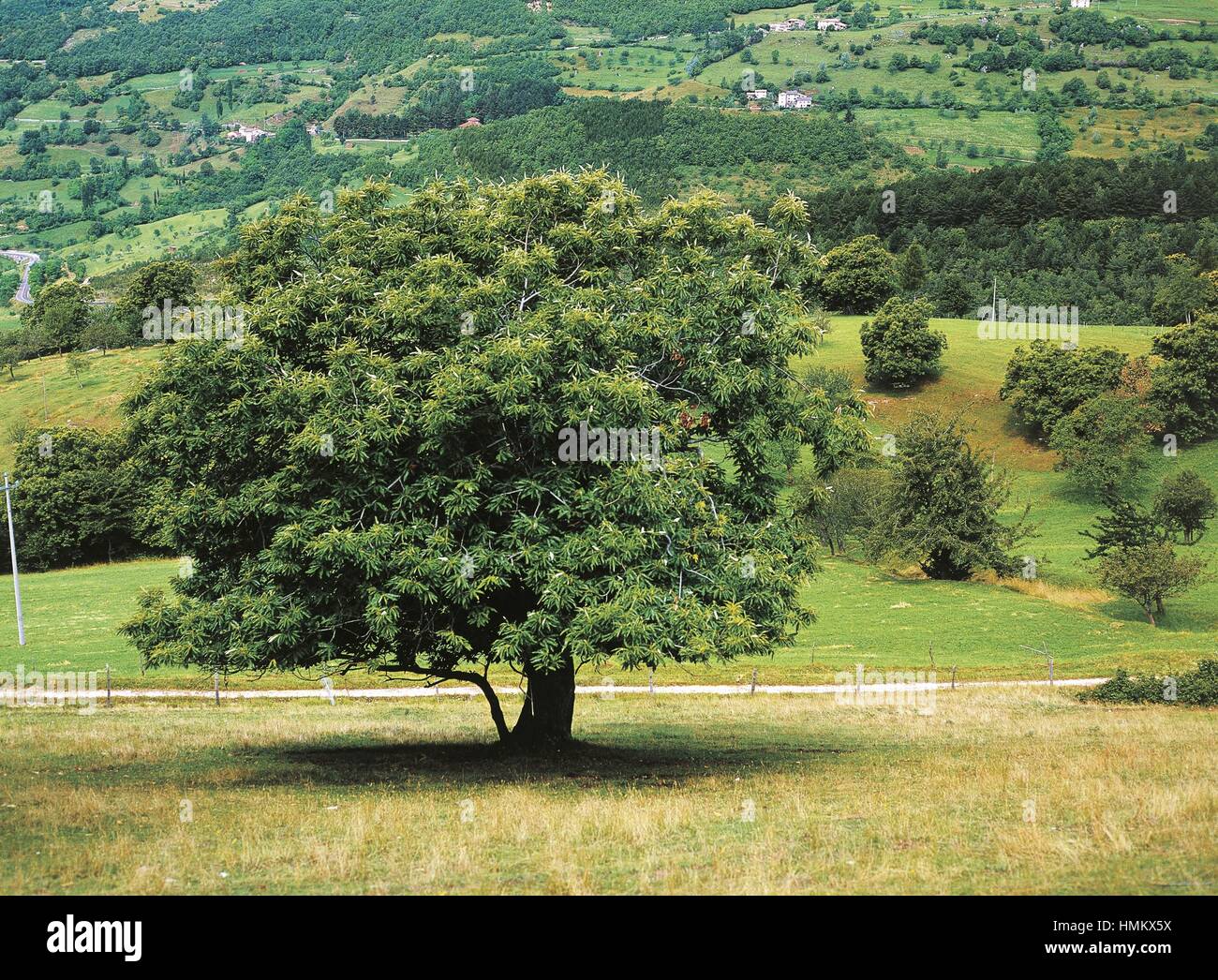 Botany - Trees - Fagaceae - Sweet Chestnut tree (Castanea sativa Stock ...