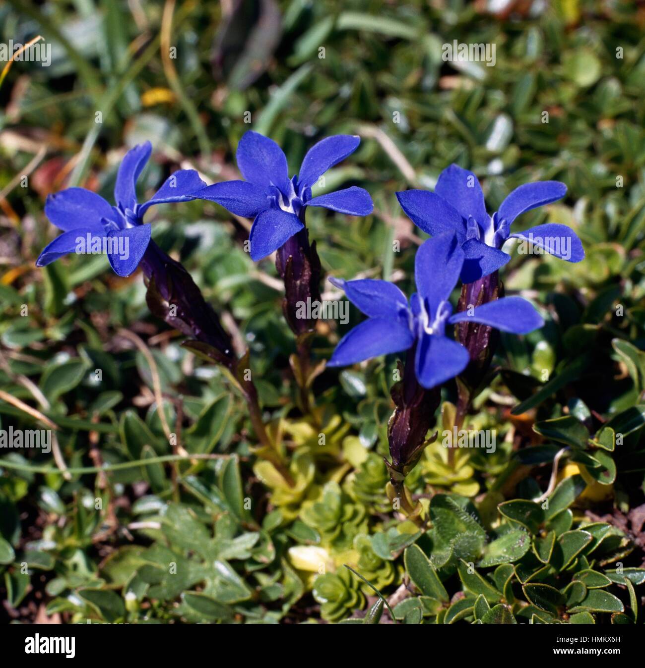 Gentiana (Gentiana bavarica), Gentianaceae Stock Photo - Alamy