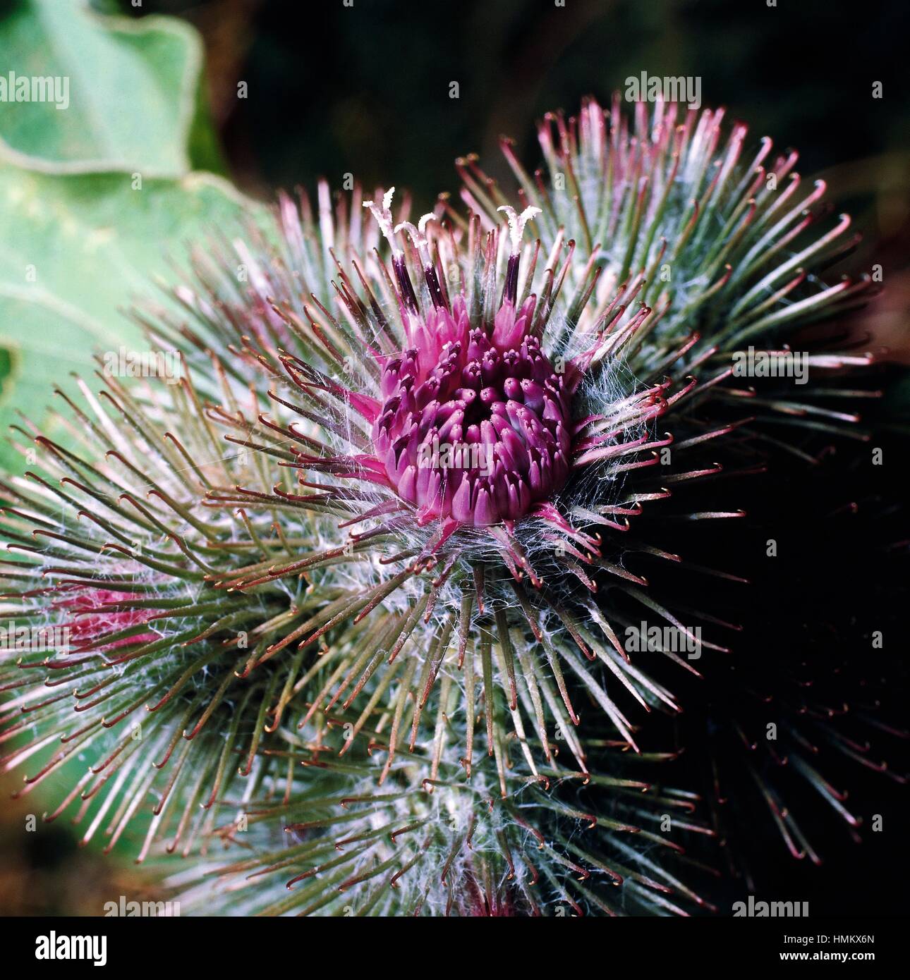 Greater Burdock flowers (Arctium lappa), Asteraceae Stock Photo - Alamy