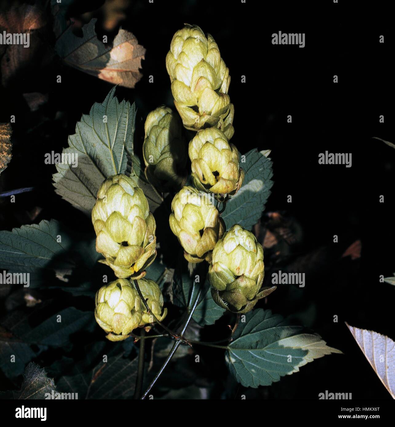 Hops (Humulus lupulus), Cannabaceae Stock Photo - Alamy