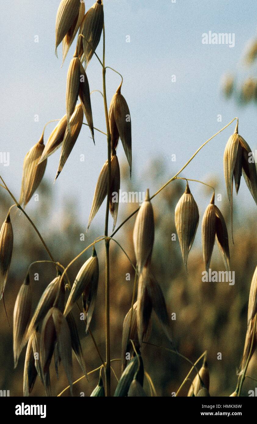 Common oat (Avena sativa), Poaceae Stock Photo - Alamy