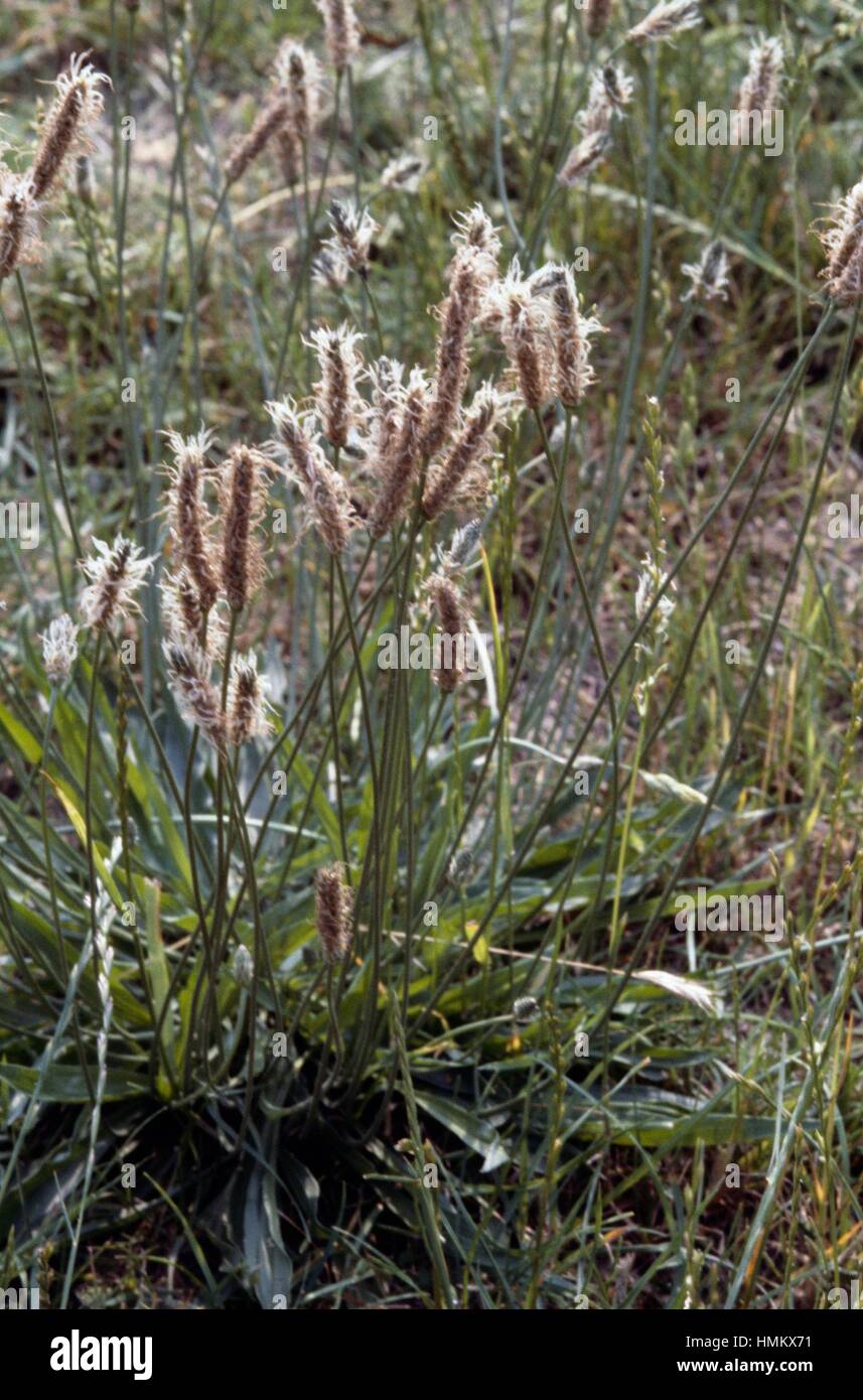 English Plantain (Plantago lanceolata), Plantaginaceae Stock Photo - Alamy