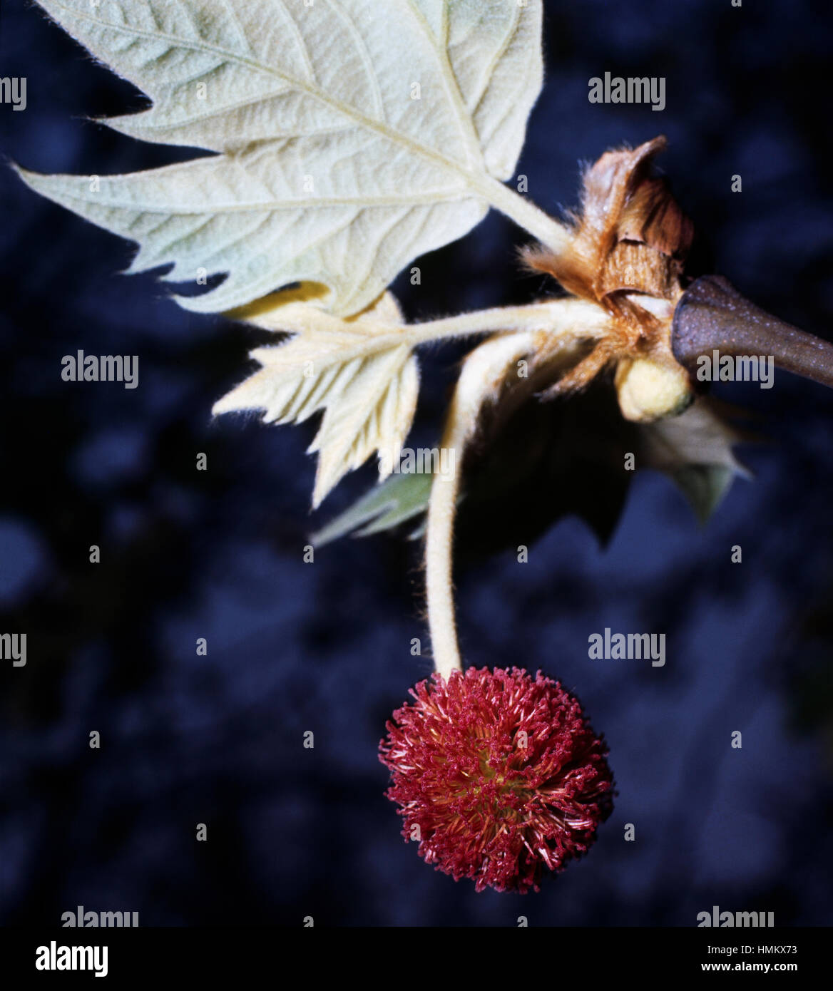 Platanus tree hi-res stock photography and images - Alamy