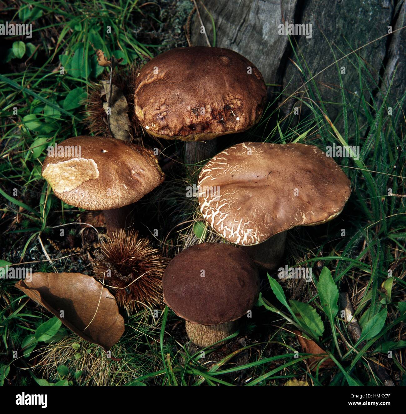 Summer cep (Boletus reticulatus or Boletus aestivalis), Boletaceae ...