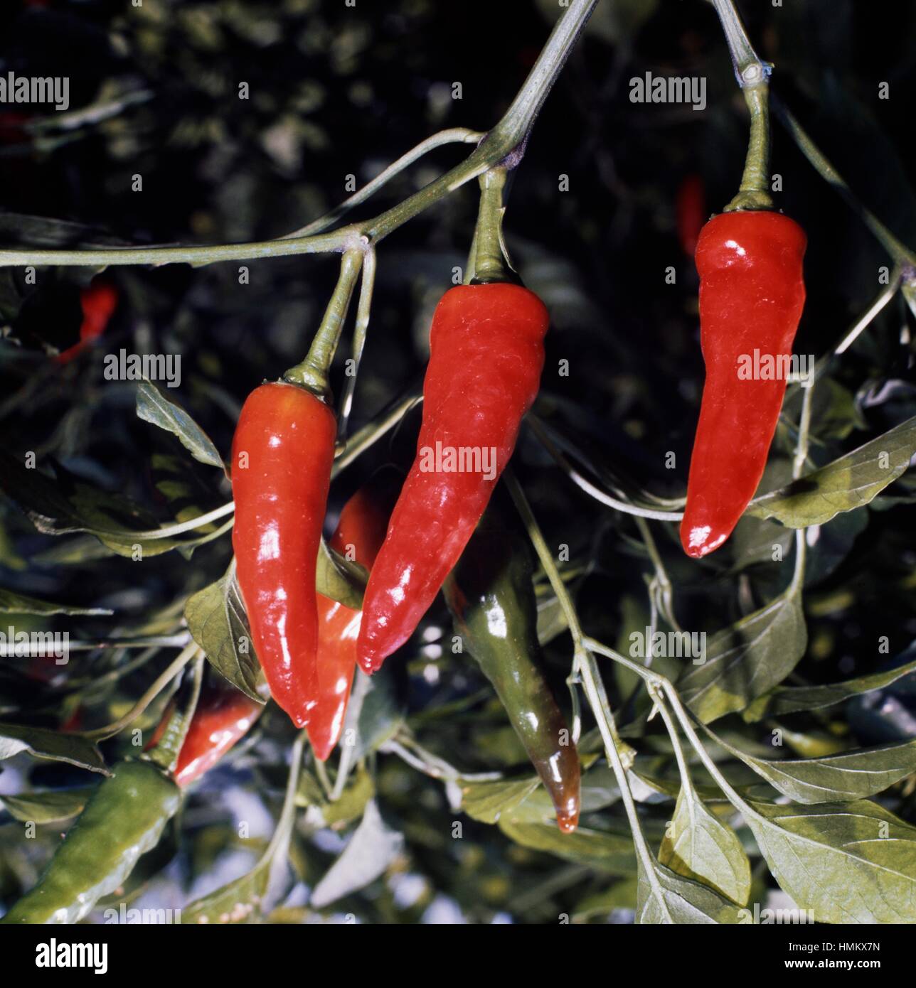 Ornamental Chilli peppers (Capsicum annuum), Solanaceae Stock Photo - Alamy